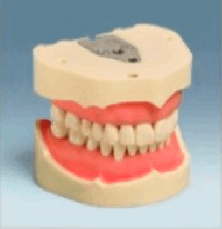 Frasaco Modell ANA-4V OK + UK - DENTALSPAR AS