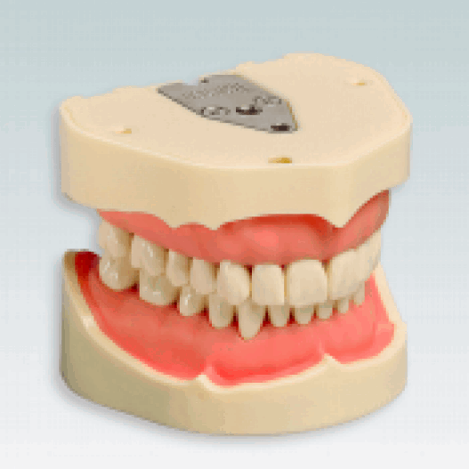 Frasaco Modell ANKA-4V OK+UK - DENTALSPAR AS